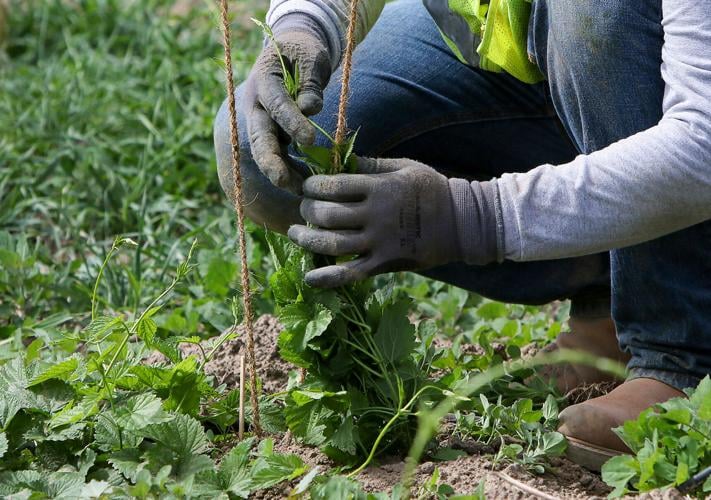 Why the Treasure Valley has an abundance of hops and grapes ...