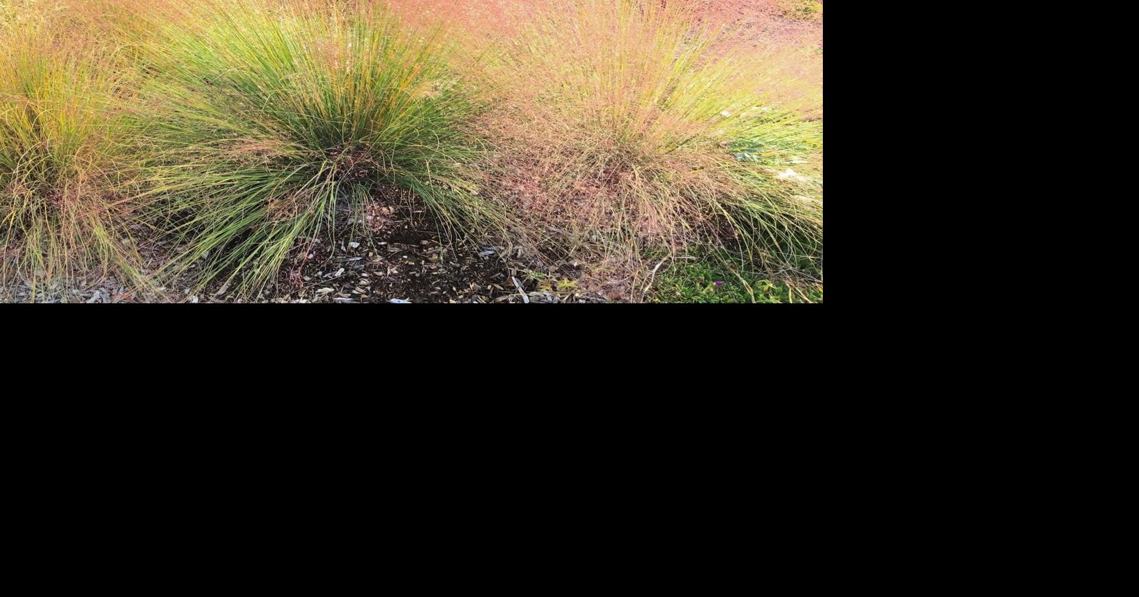 Weed it and Reap: Create your own flowering oasis | Community Columns ...