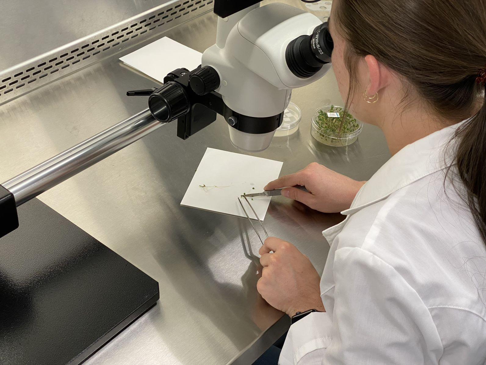 UI begins cryogenically preserving potato germplasm for potato seed ...