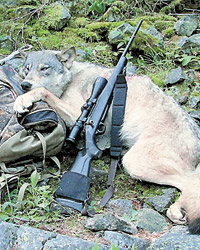 Hunter kills first wolf of season | Complete news coverage | idahopress.com