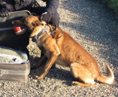 Update: Nampa Police K9 found | Complete news coverage | idahopress.com
