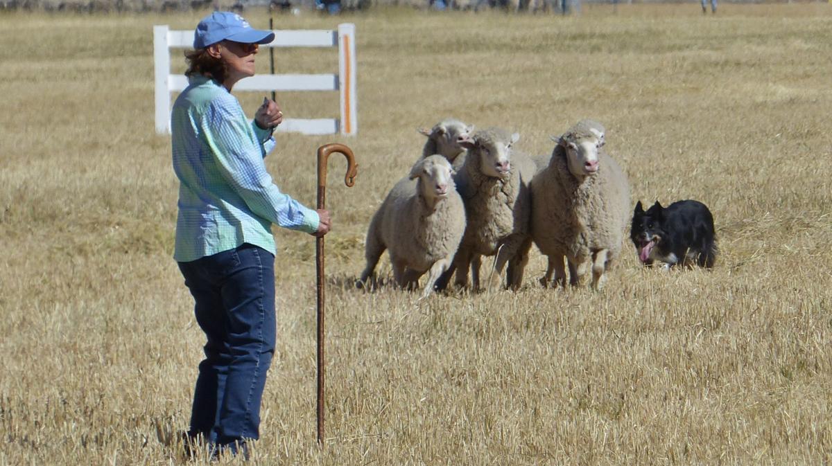 Basque sheepherder brings annual Trailing of the Sheep to life | Life ...