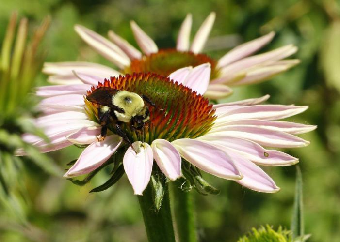 What's the buzz? Help track and map bumble bees | Outdoors News ...