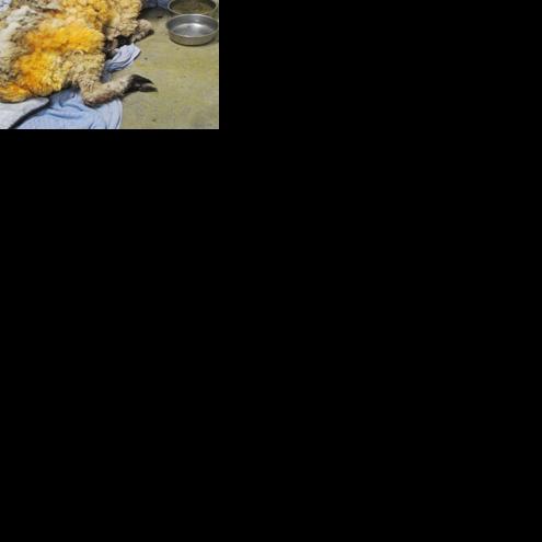 Neglected sheep found with urine soaked wool | Local News | idahopress.com
