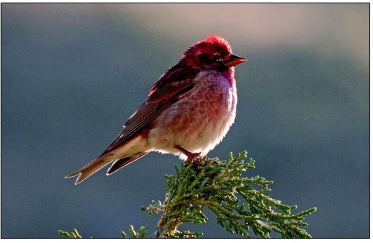 The Shifting Baseline Syndrome: Part II | Ornithology | idahopress.com