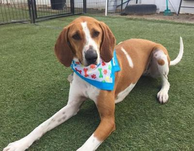 Meridian Canine Rescue Pet of the Week: Mae | Local News | idahopress.com