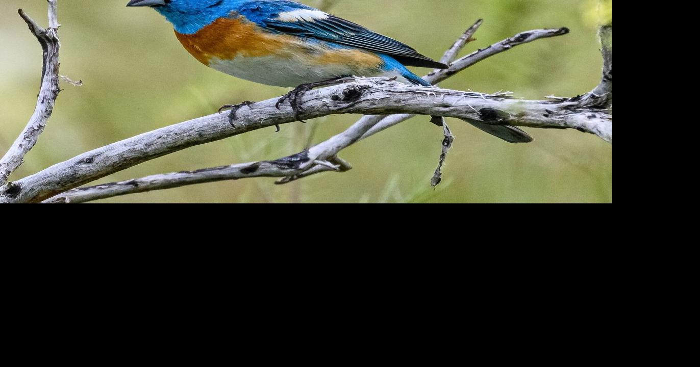 About birds and type locality | Outdoors News | idahopress.com