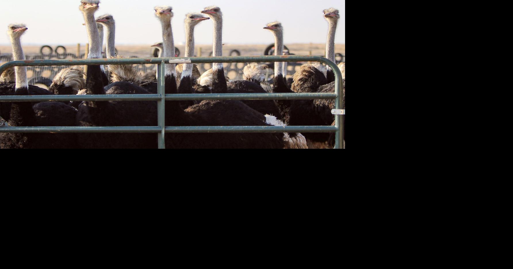 Kuna's American Ostrich Farms brings lesser-known protein to the table ...