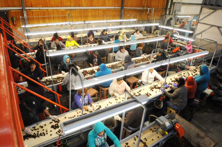 Local orchards provide Sweet cherry harvest | Ag | idahopress.com