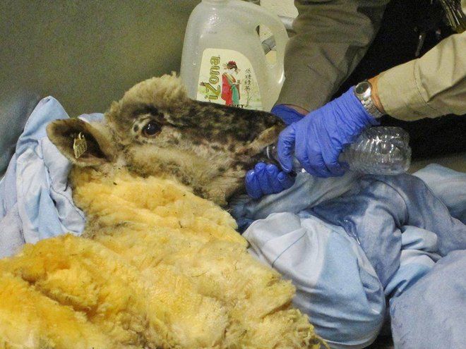 Neglected sheep found with urine soaked wool | Local News | idahopress.com