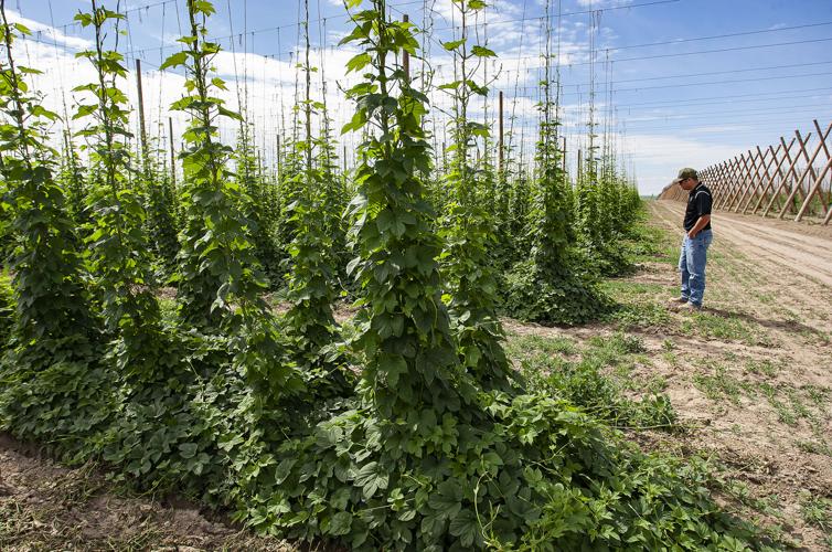Why the Treasure Valley has an abundance of hops and grapes ...