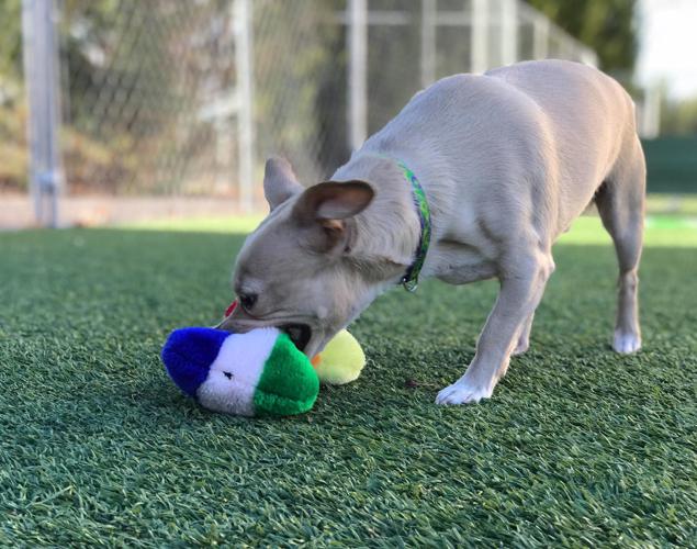 Meridian Canine Rescue focuses on behavior training, storytelling for ...
