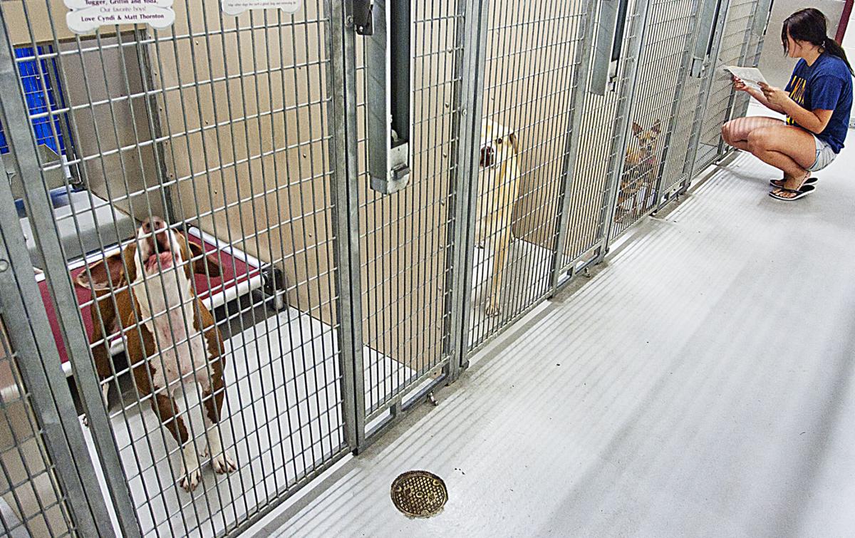 Boise upping its contribution to Idaho Humane Society, Garden City and ...