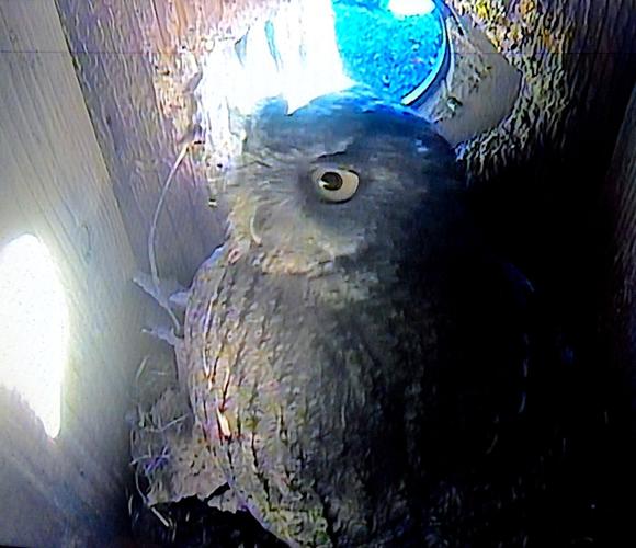 Owls in the house | Outdoors News | idahopress.com