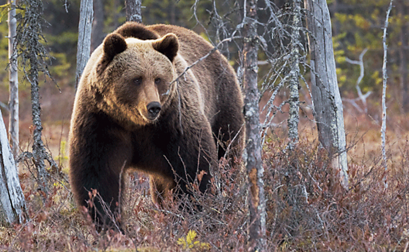 Groups petition U.S. Fish and Wildlife Service for new grizzly bear ...