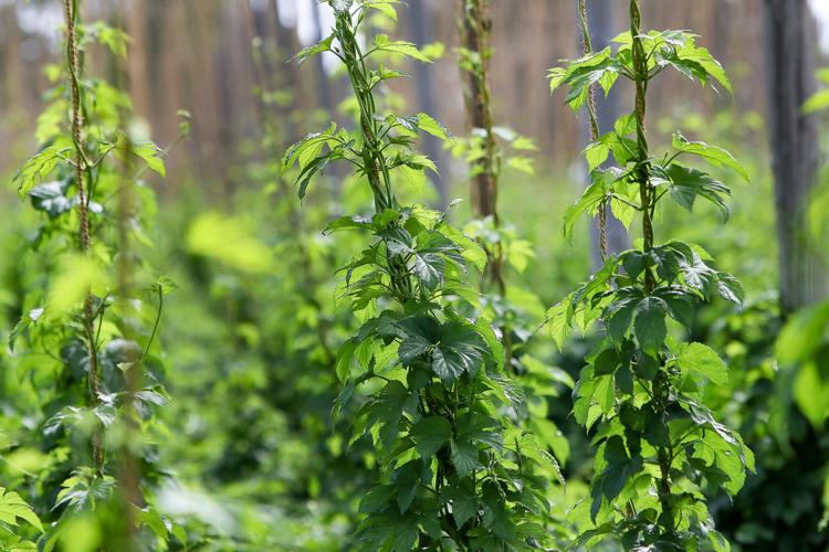 Why the Treasure Valley has an abundance of hops and grapes ...