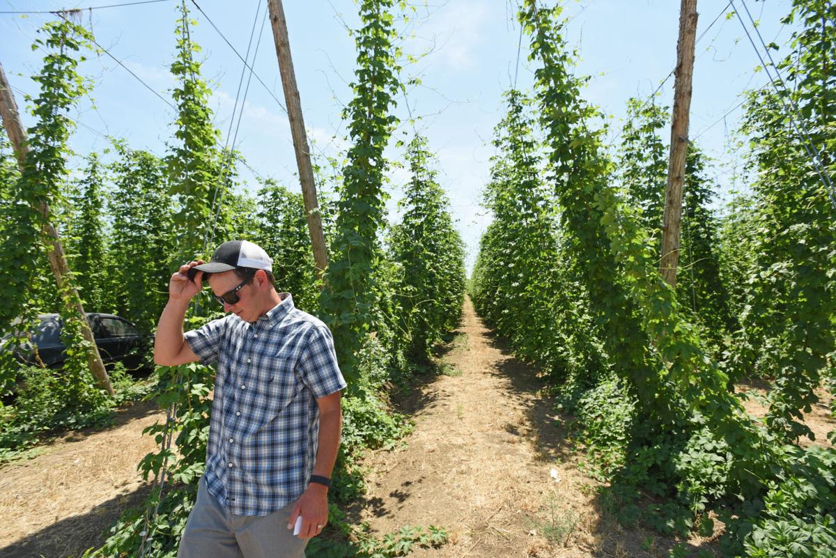 Growers respond to demand for hops | Members | idahopress.com