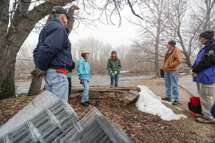 Volunteer program protects some Boise River trees from browsing beavers ...