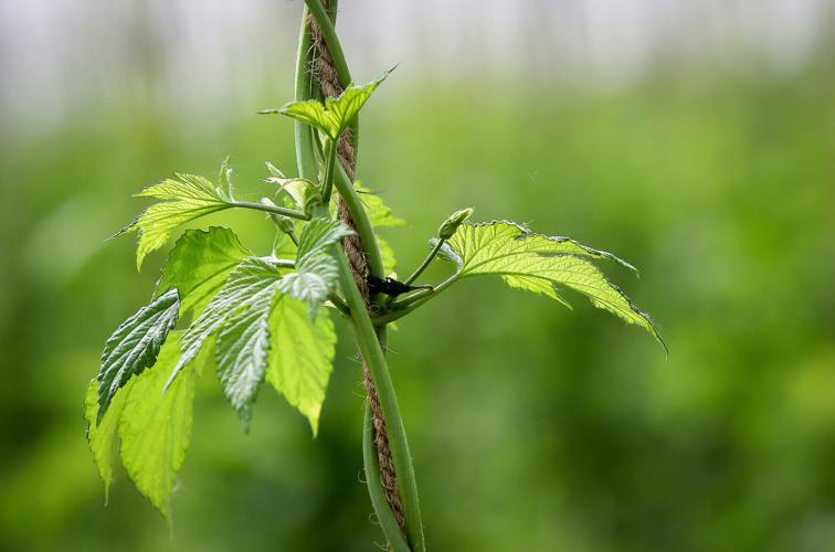 Why the Treasure Valley has an abundance of hops and grapes ...