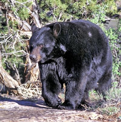 Utah Wildlife Board approves more bear permits for 2018 | Outdoors News ...