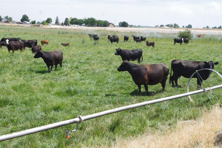 Idaho farmers encouraged to apply for low-interest loans from Soil ...