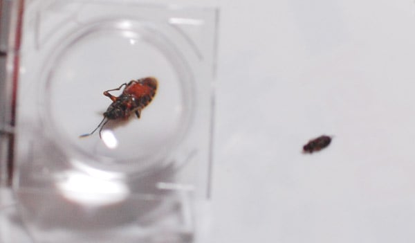 New insect bugs out area residents | Local News | idahopress.com