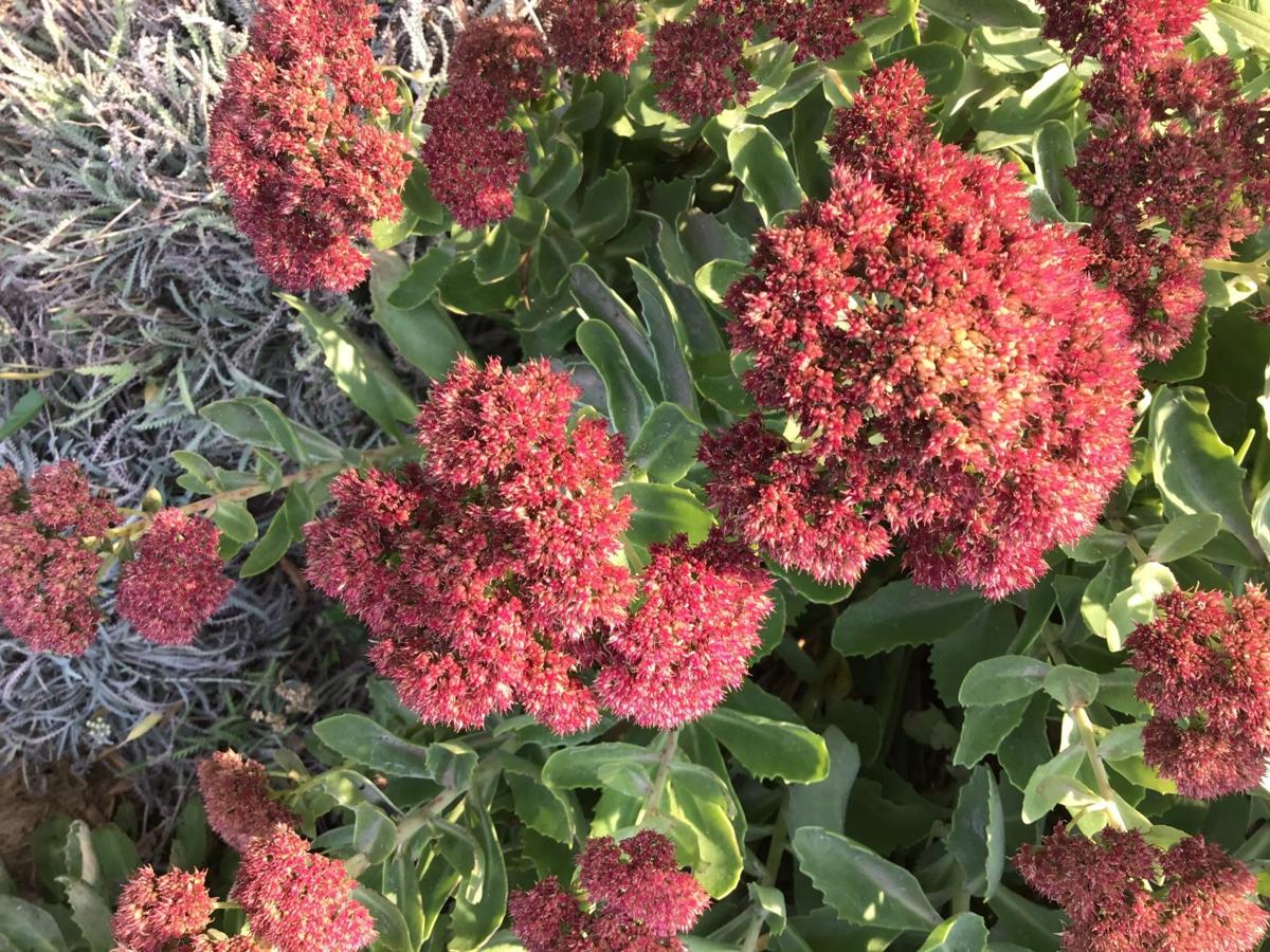 Weed it and Reap: Create your own flowering oasis | Community Columns ...