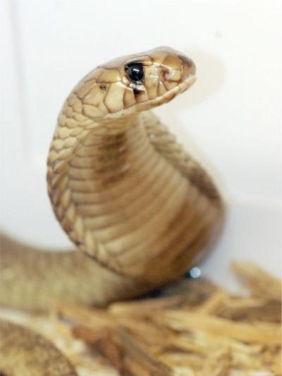 Repticon creeps, crawls and slithers back to Nampa | A E | idahopress.com