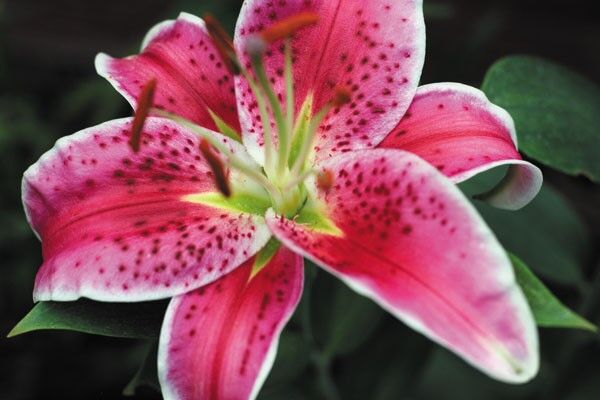 IT'S SHOW TIME! The annual Boise Flower and Garden blooms this weekend ...