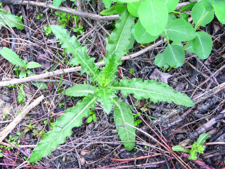 Eliminating lawn thistles: A prickly subject | Home | idahopress.com