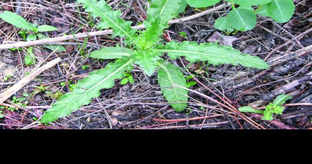 Eliminating lawn thistles: A prickly subject | Home | idahopress.com