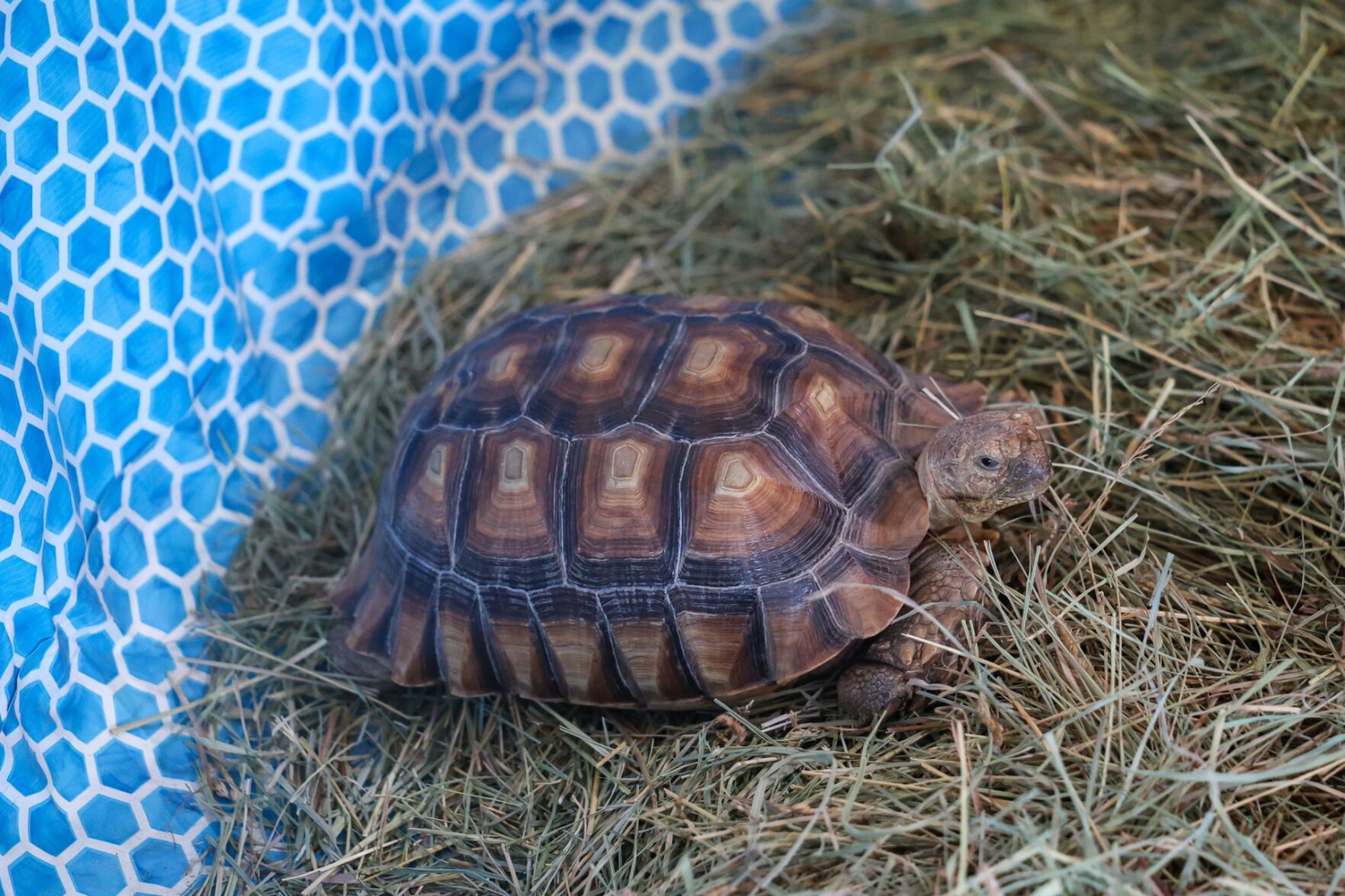 WILD WORLD OF REPTILES: New indoor zoo brings exotic animals to East ...