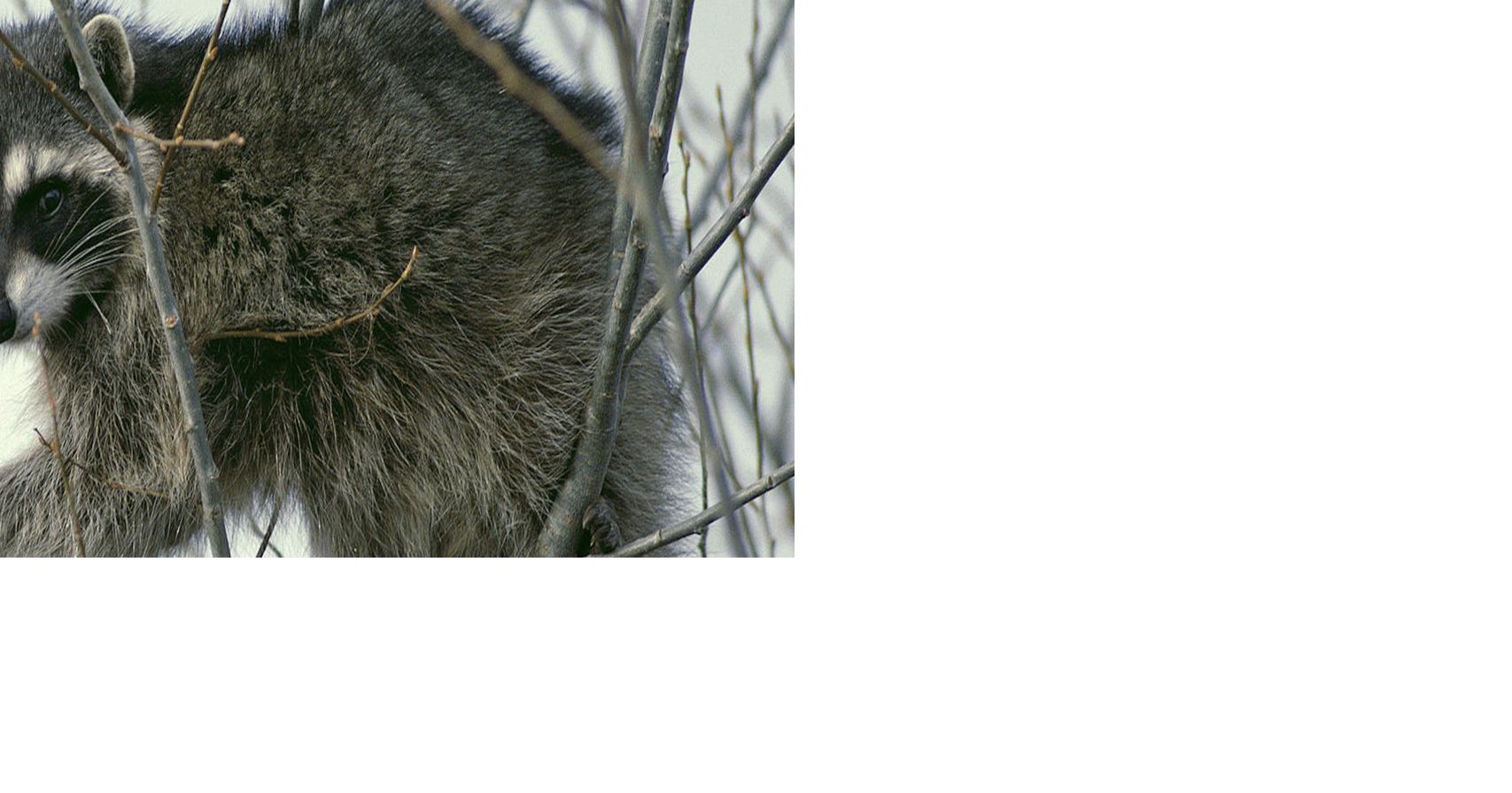 Raccoon gets inside East Idaho home and attacks infant | Local ...