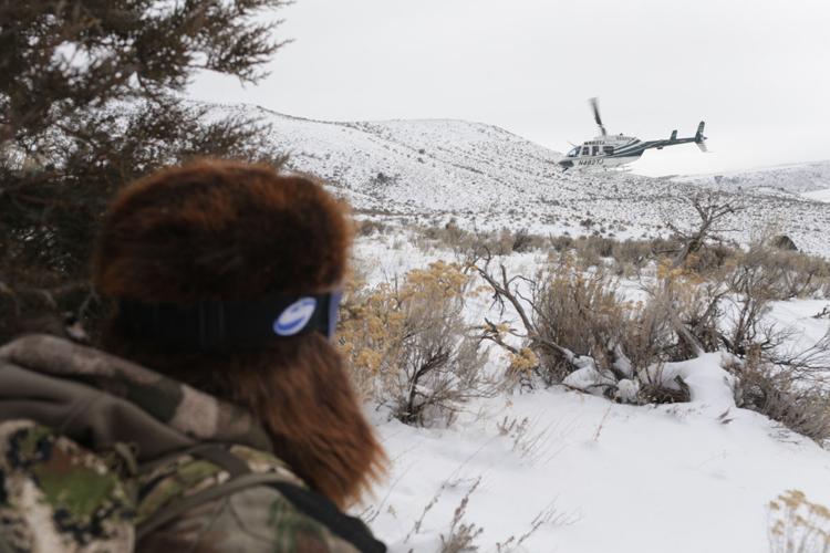 Mugging the deer: Fish and Game surveys eastern Idaho fawns | Local ...