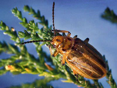 USDA stops using beetles against invasive saltcedar | National ...
