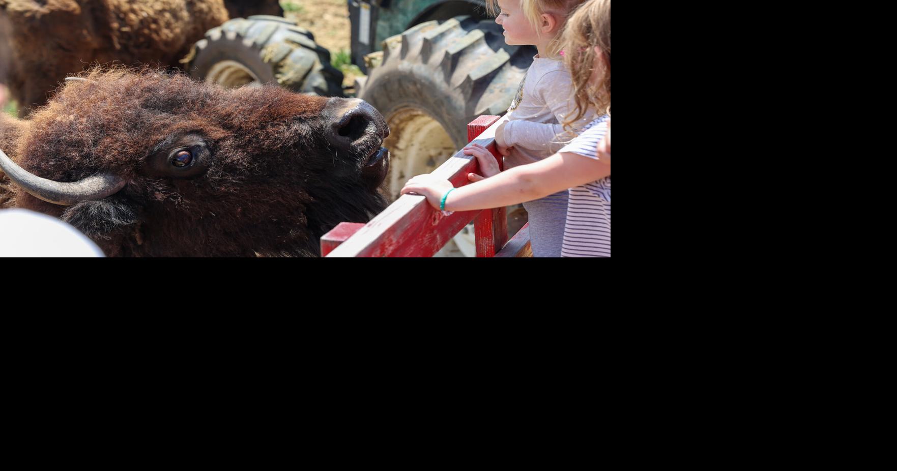 McCammon ranch's Baby Bison Days return this Saturday | Pets ...