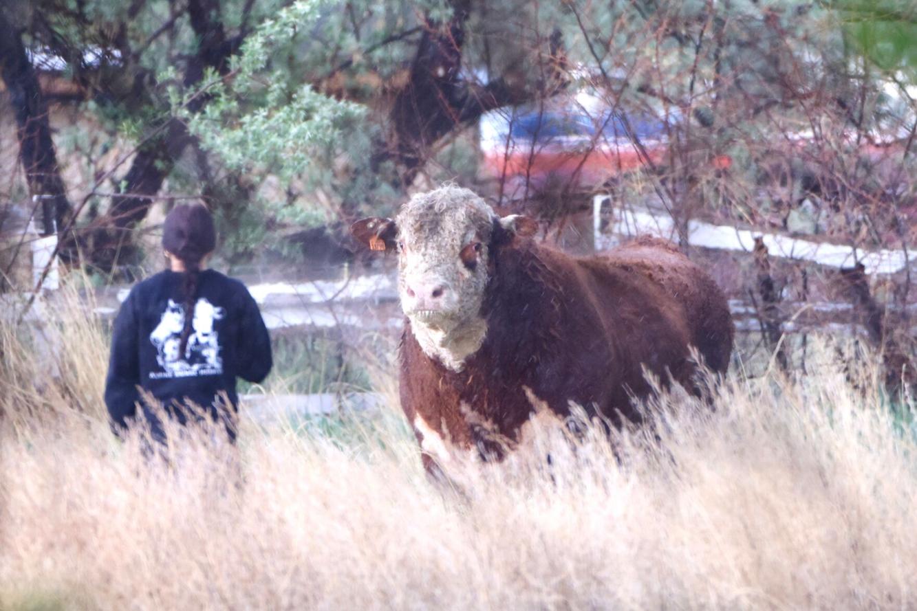 Escaped bull forces street closure in Chubbuck | Local ...