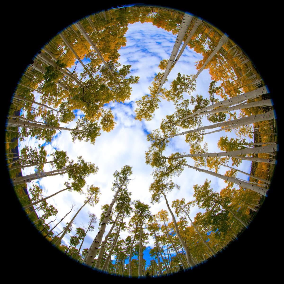 Pando — 'The Trembling Giant': Central Utah home to unusual grove of ...