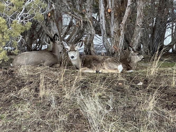 'THESE POOR DEER': Fish and Game facing criticism that not enough is ...
