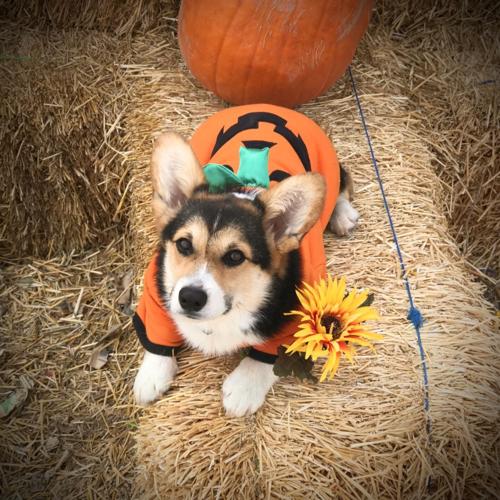 Swore Farms opens for another year of corn mazes and pumpkin patches ...