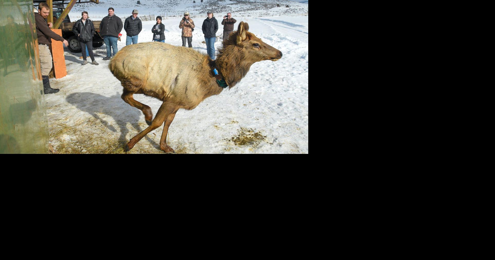 Photo Gallery: Elk Tagging | | idahostatejournal.com