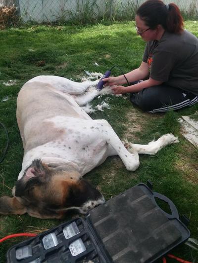 Pocatellan Cassy Hunter makes home visits for pets' nail trims ...