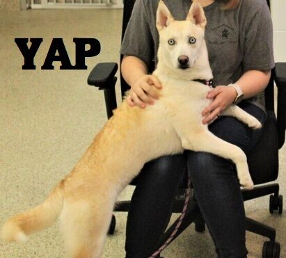 Half-price dog and puppy adoptions at the Pocatello Animal Shelter ...