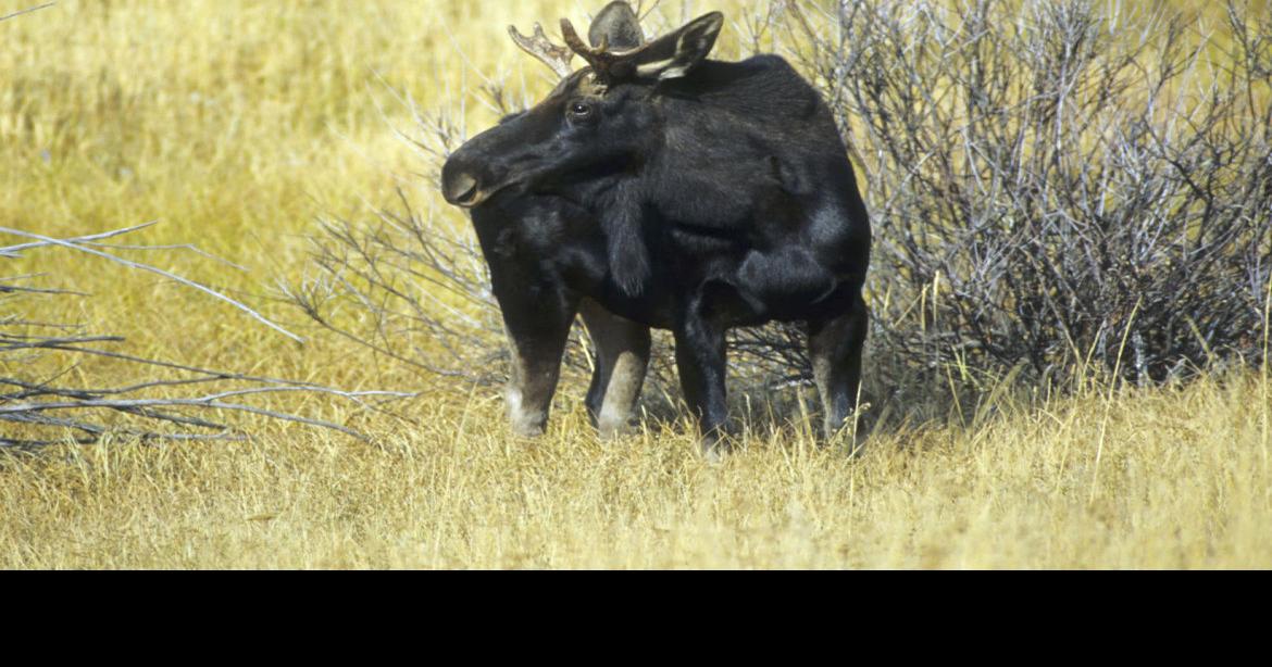 Moose struck by four cars on Interstate 86 near American Falls | Local ...