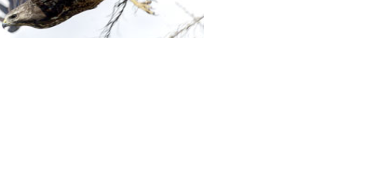 Aggressive hawk attacks multiple people in Idaho city | Freeaccess ...