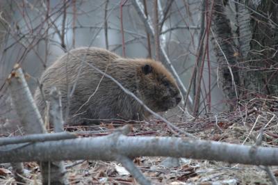 Biologist to give lecture on beavers, bats, butterflies at Idaho Museum ...