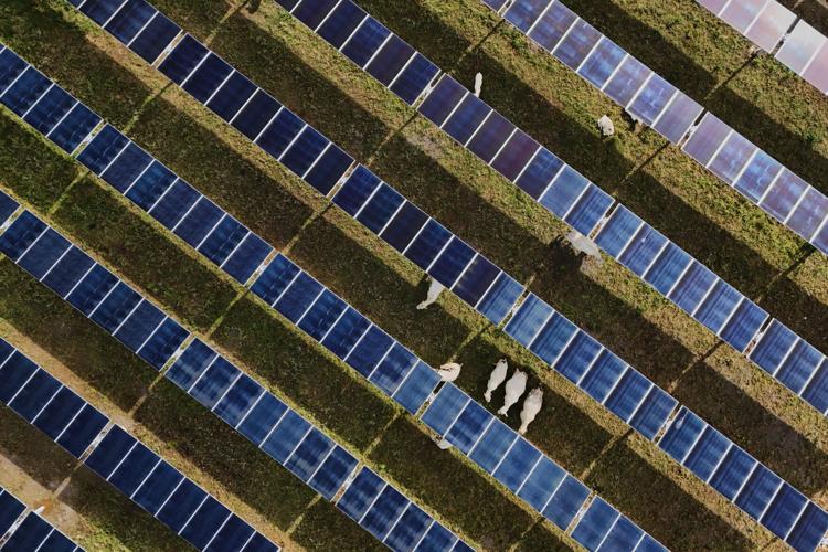 Solar power hits new milestones in the US even as Trump boosts coal ...