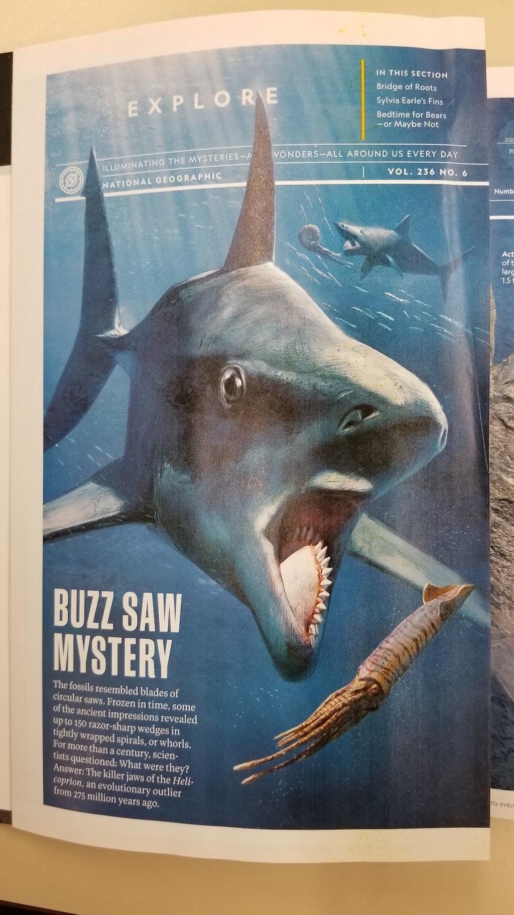 buzzsaw shark