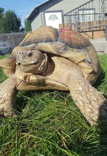 Large tortoise missing from Reptile Adventures | Local ...