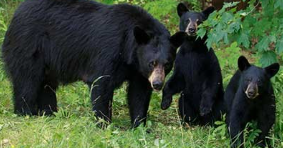 Fish and Game euthanizes aggressive sow black bear, captures her cubs ...